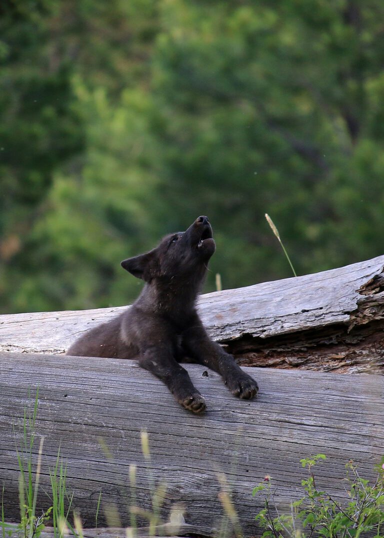 Wolves Come Home to Oregon - Oregon Wild