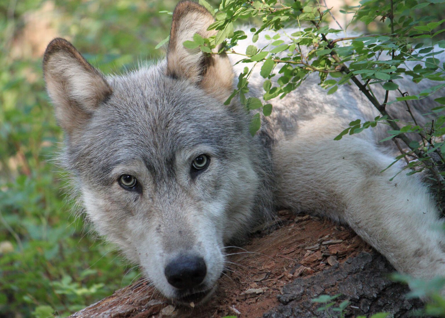 Wolves Come Home to Oregon - Oregon Wild
