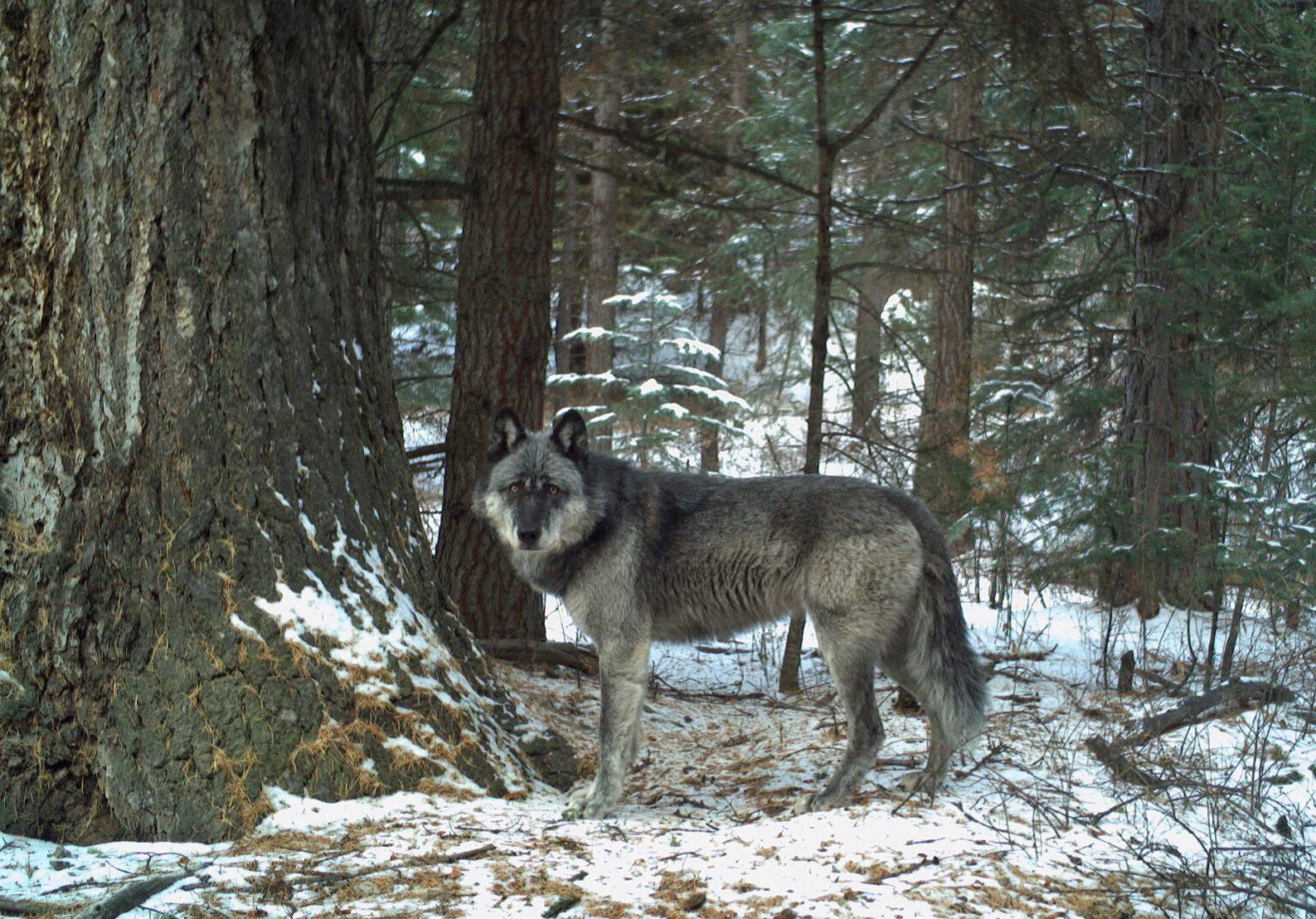 Wolves Come Home to Oregon - Oregon Wild