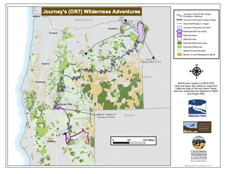 The Journey of OR-7 - Oregon Wild