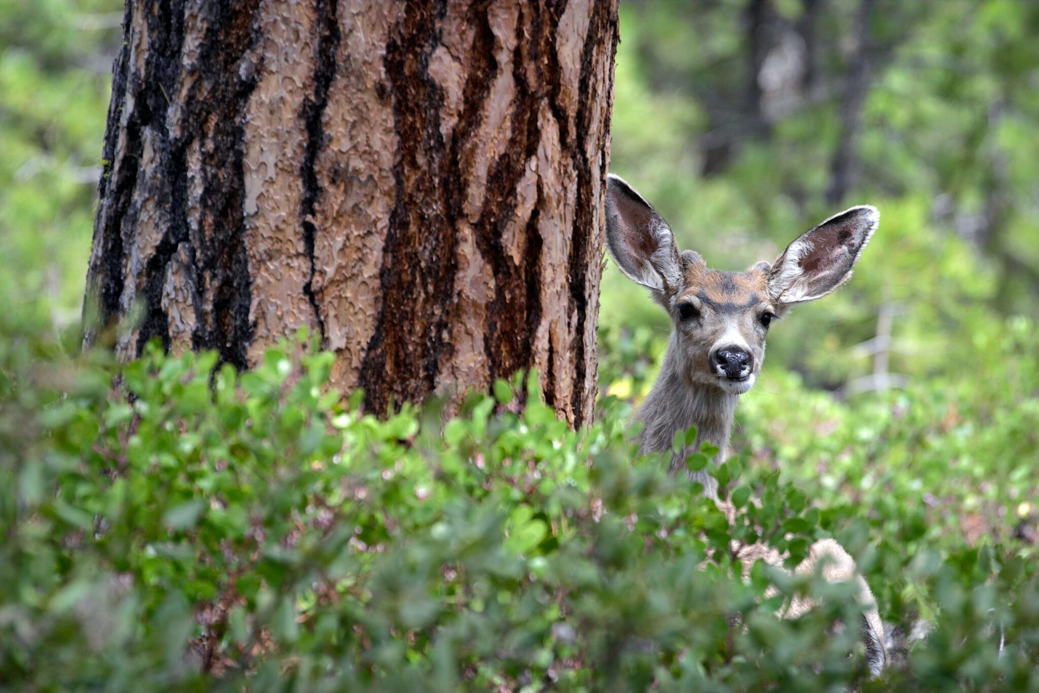 Old-growth Forests - Oregon Wild