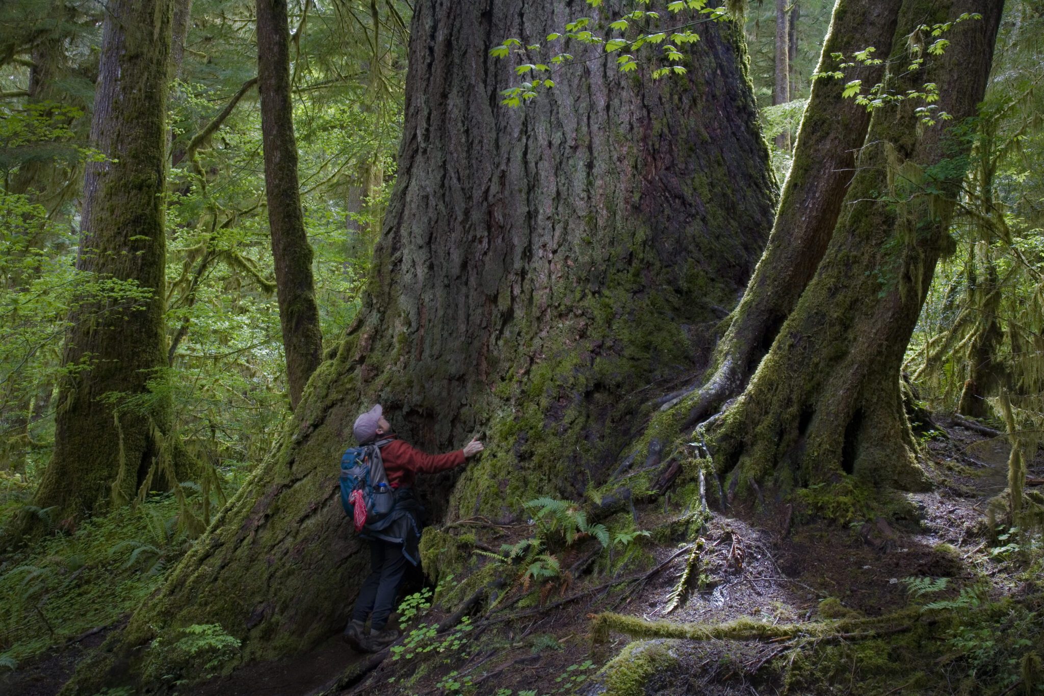 Old-growth Forests - Oregon Wild