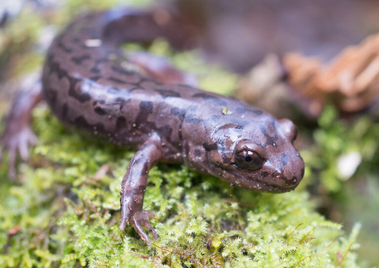 Pacific Giant Salamander - Oregon Wild