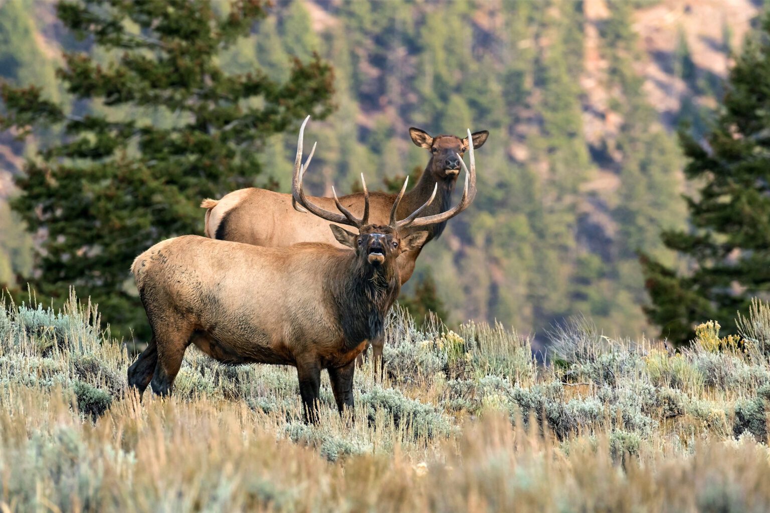Roosevelt Elk - Oregon Wild