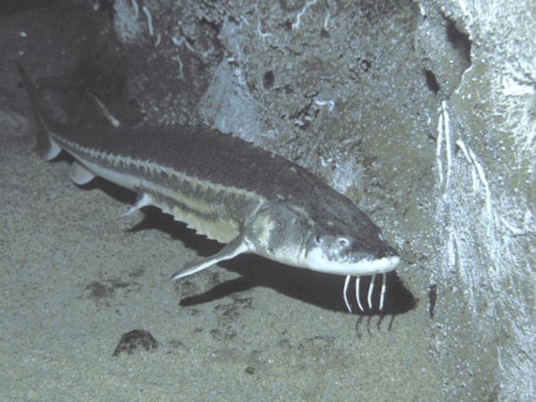 Green Sturgeon - Oregon Wild