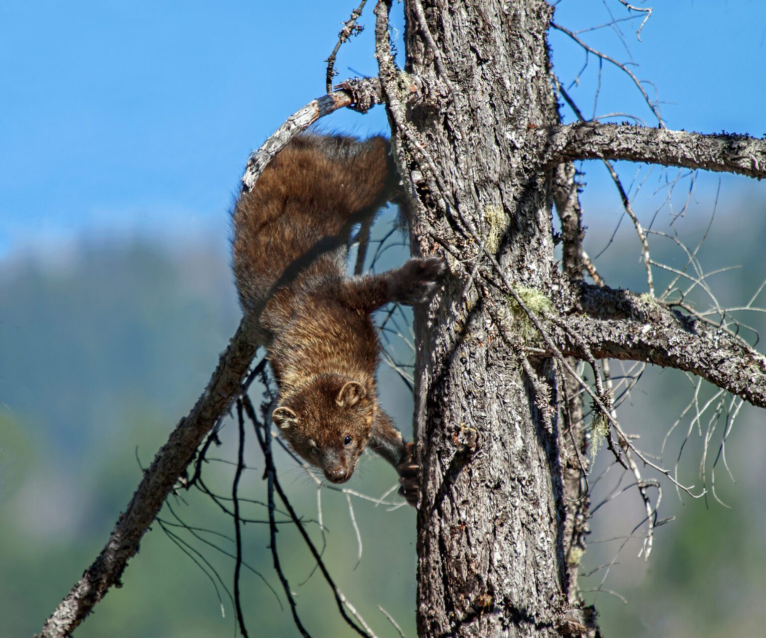 Pacific Fisher - Oregon Wild