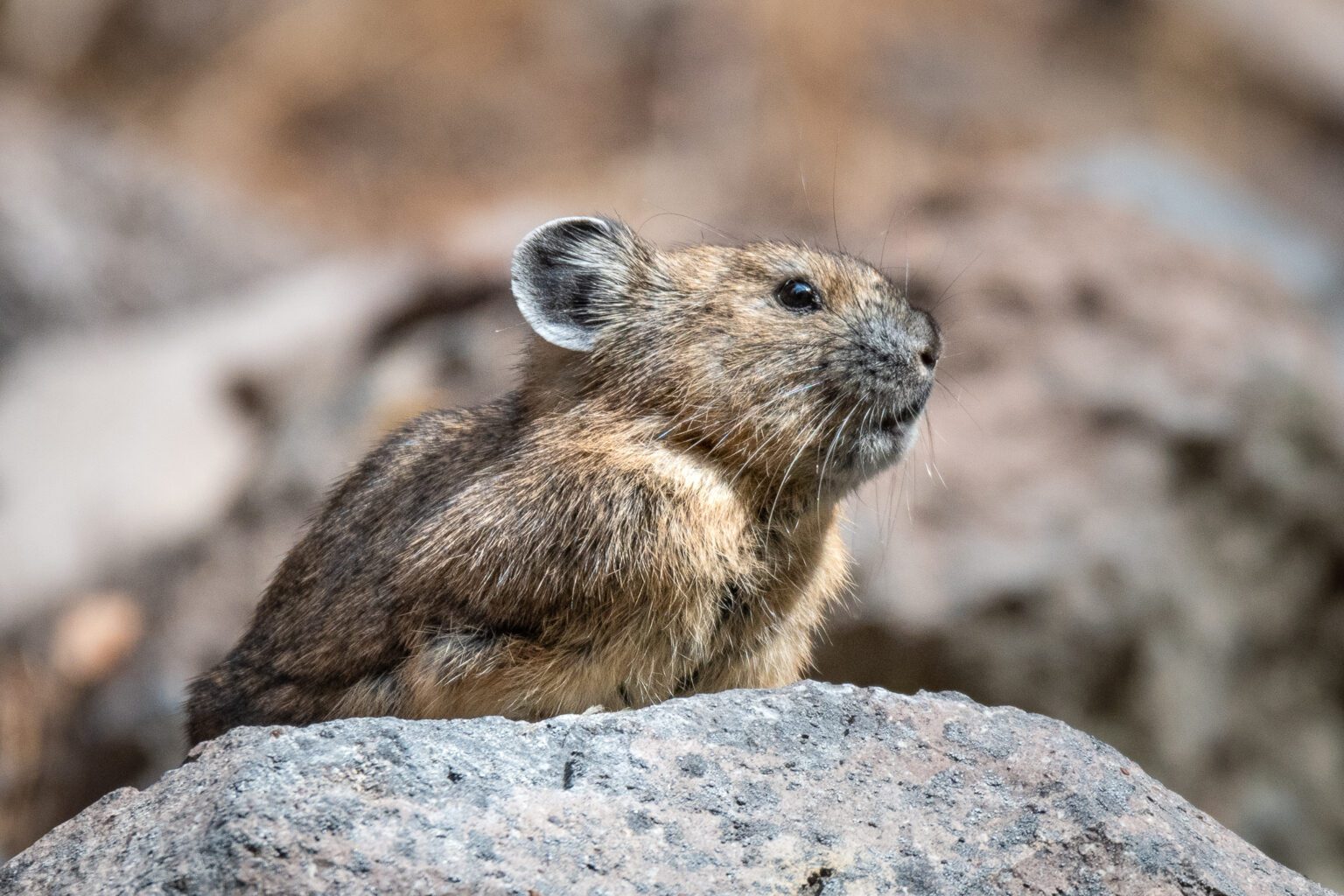 American Pika - Oregon Wild