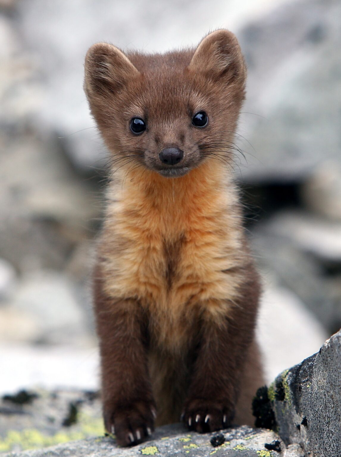 Coastal (Humboldt) Marten - Oregon Wild