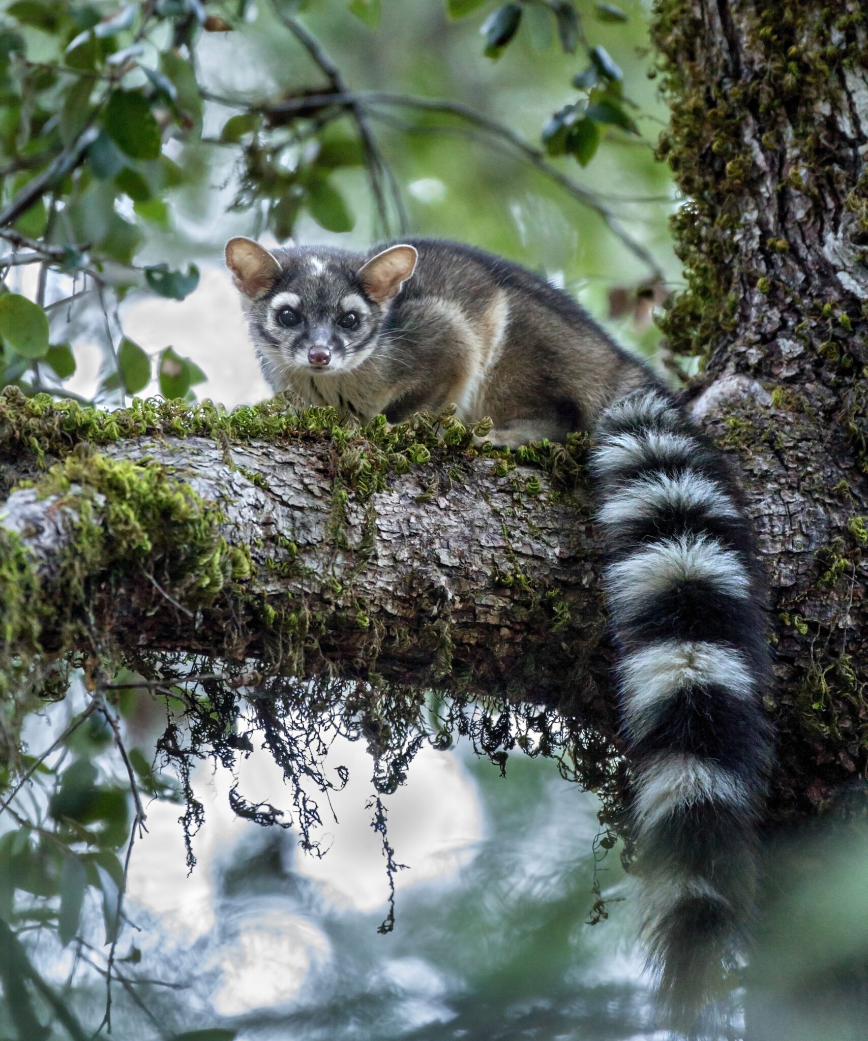 Ringtail - Oregon Wild
