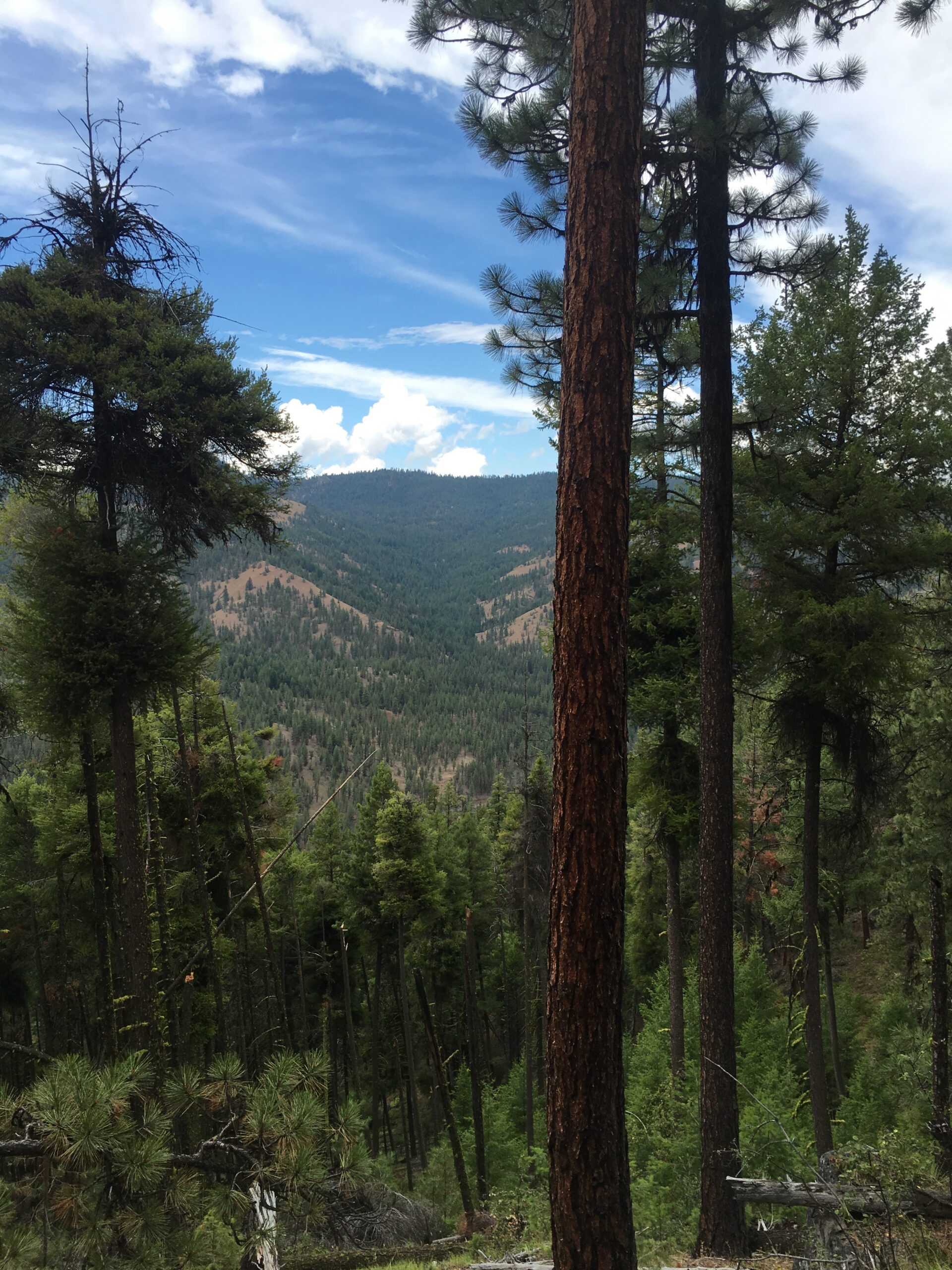 Roadless, Old Growth, and Riparian Areas Get a Break on the Ochoco ...