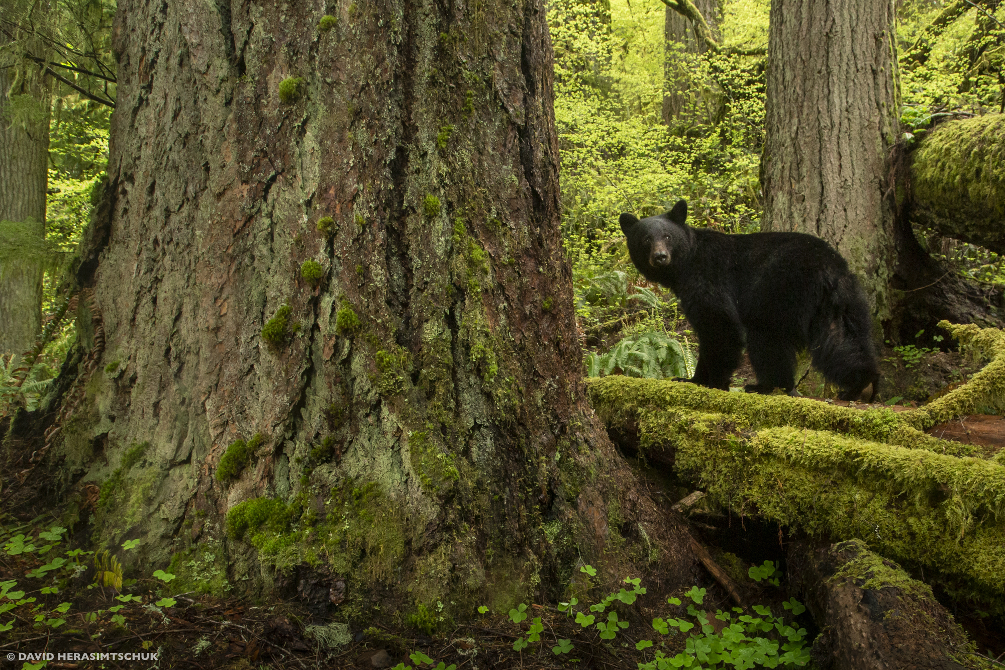 Celebrating 60 Years of the Wilderness Act: Reflecting on Oregon's Wild ...