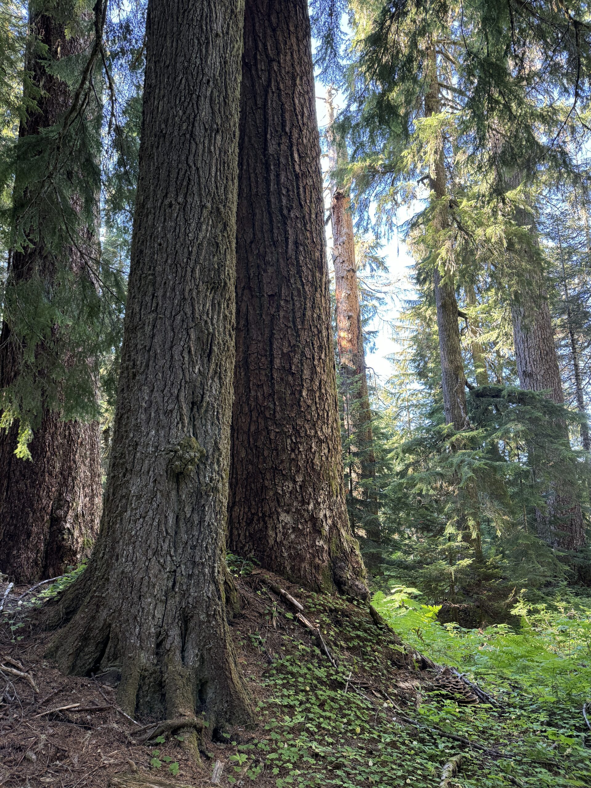 Crabtree Valley: Protecting Ancient Forests Never Gets Old - Oregon Wild