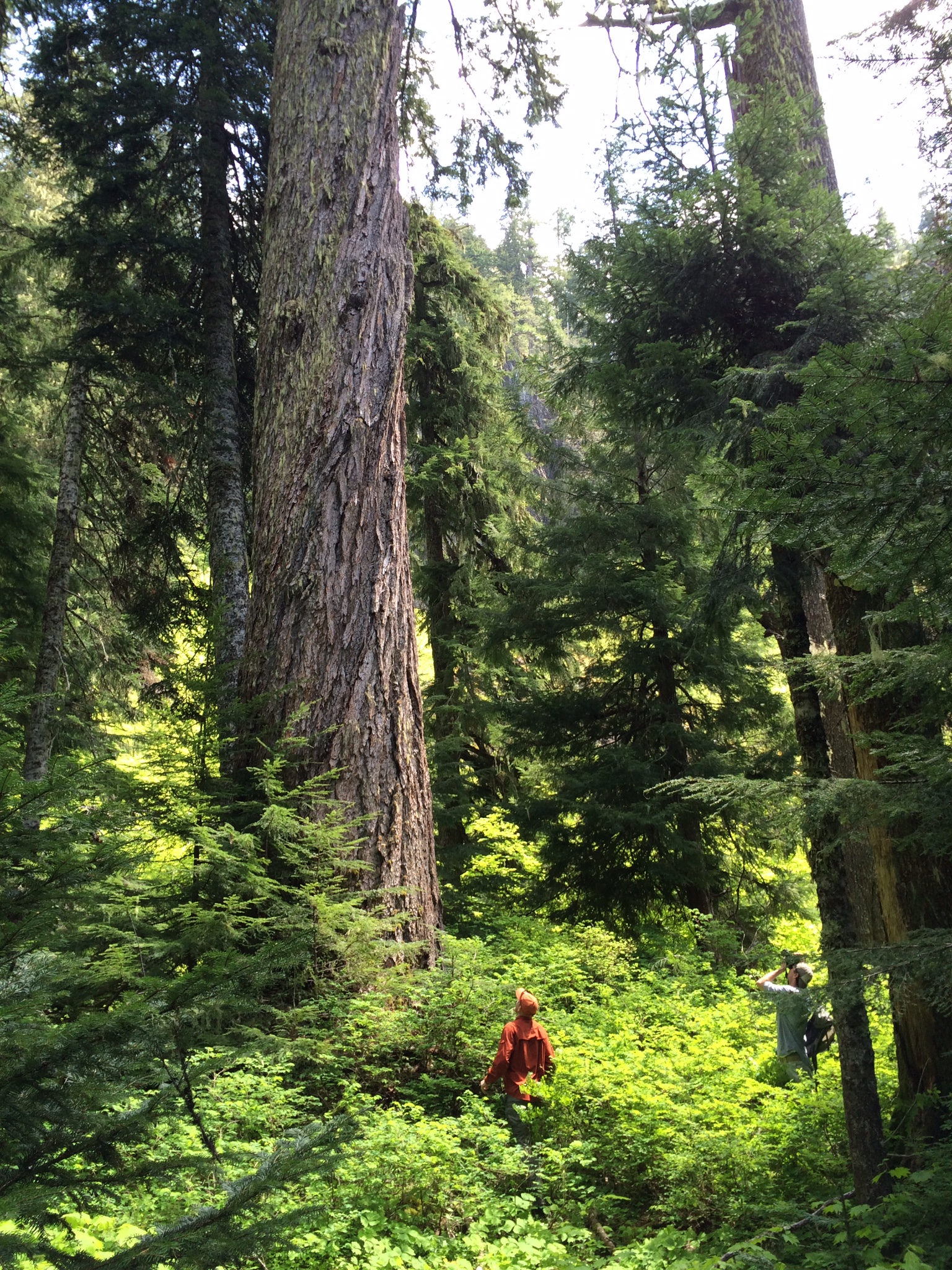 Crabtree Valley: Protecting Ancient Forests Never Gets Old - Oregon Wild