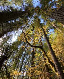 Interactive map of Oregon’s BLM O&C public lands - Oregon Wild