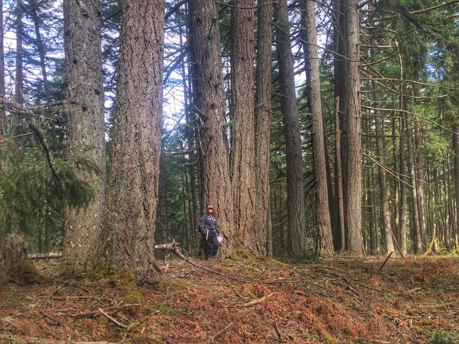 Trouble in Our Backyard Forests - Oregon Wild