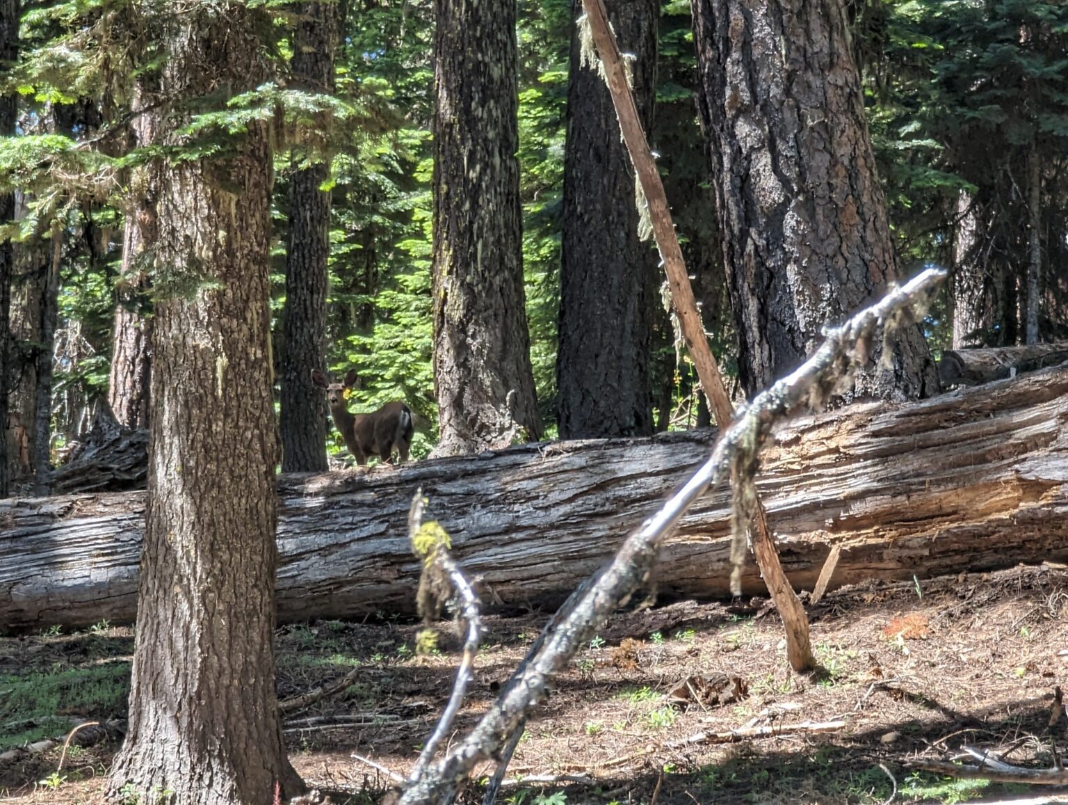 Conservationists Protect Old-Growth Forests from Aggressive Mount Hood ...
