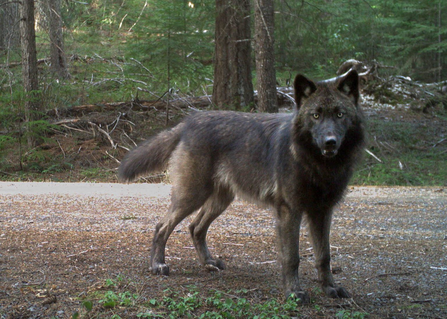 A Deeper Dive into the 2024 Wolf Report - Oregon Wild