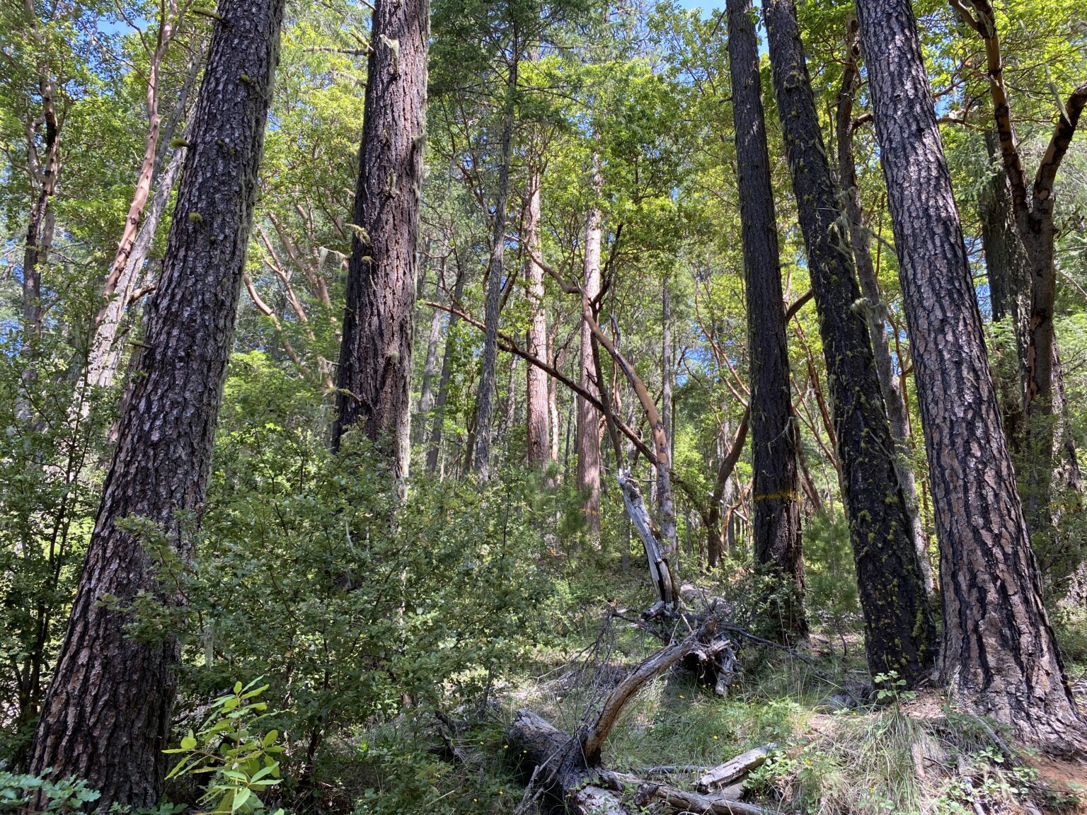 Court Strikes Down Illegal BLM Logging in Protected Old-Growth Reserves ...