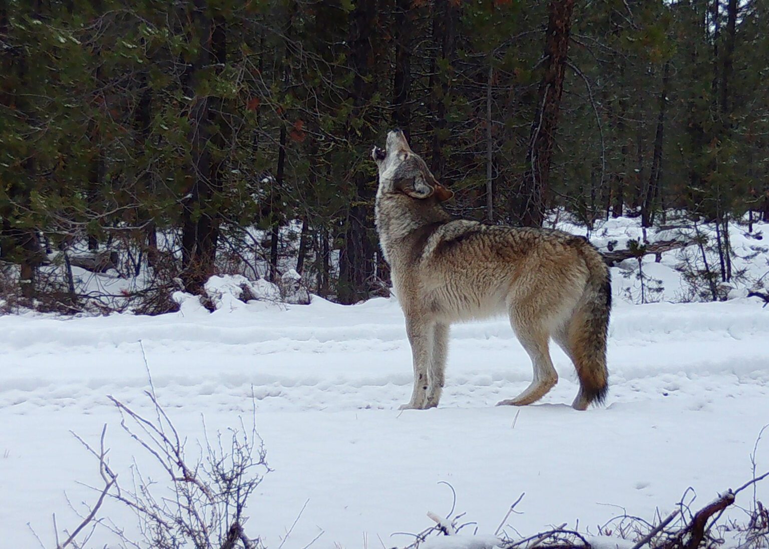 New Oregon Wolf Report Shows Population Growth After Years of ...