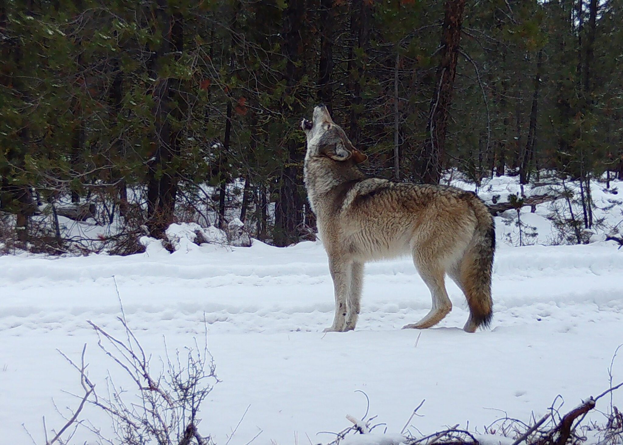 New Oregon Wolf Report Shows Population Growth After Years of ...