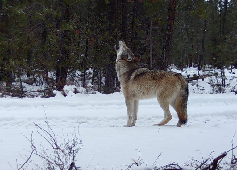New Oregon Wolf Report Shows Population Growth After Years of ...
