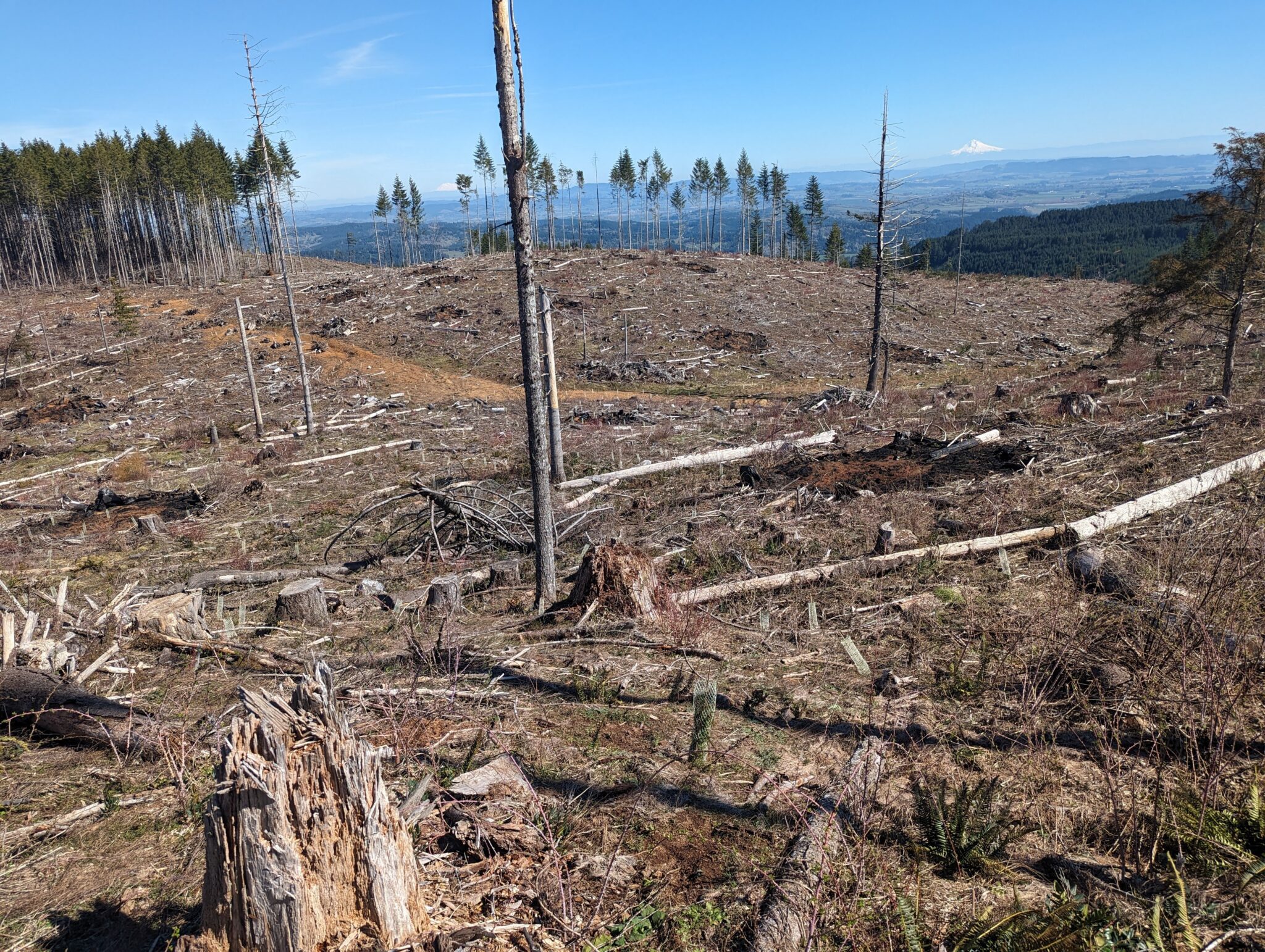 Trump Admin Announces Old-Growth Clearcutting Plan for Western Oregon ...