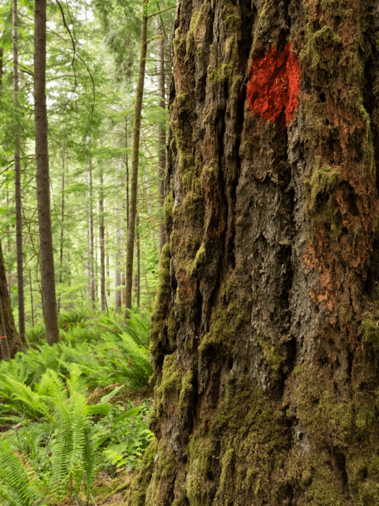 Interactive map of Oregon’s Wilderness Areas - Oregon Wild