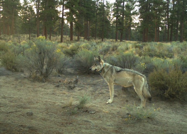 Oregon wolf population grows, despite killing by wildlife managers ...